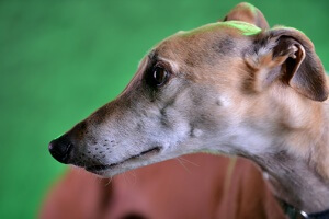 Greyhound Behaviour - Greyhound Care & Standards