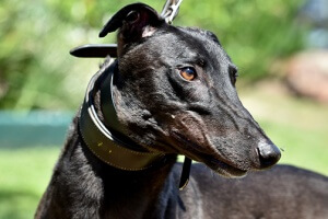 Greyhound Behaviour - Greyhound Care & Standards