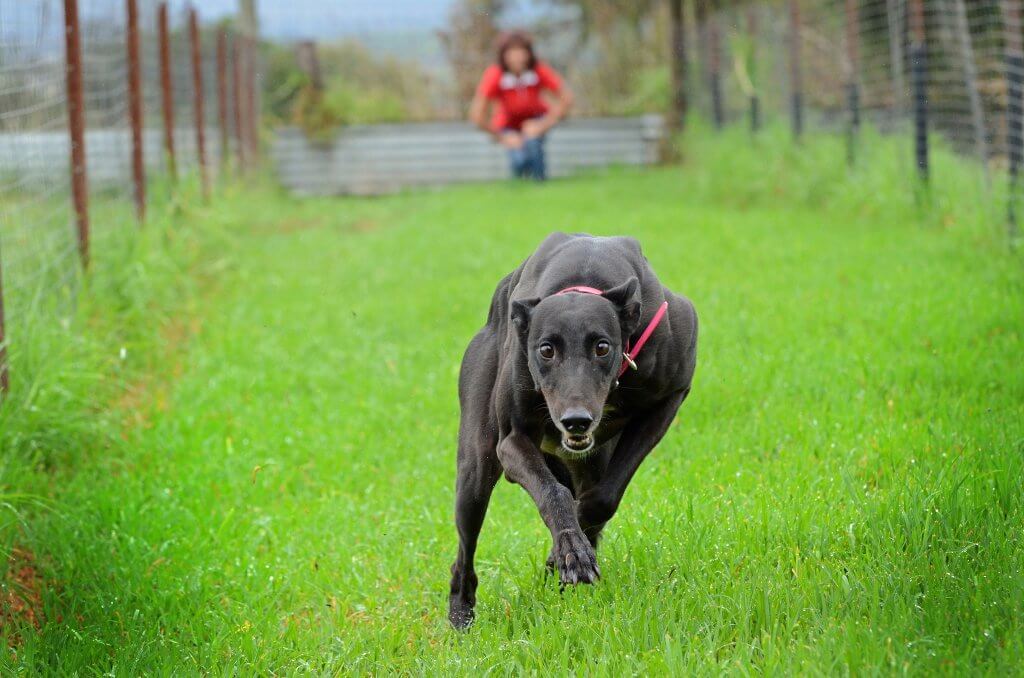 Becoming a Catcher, Attendant, Trainer - Greyhound Care & Standards