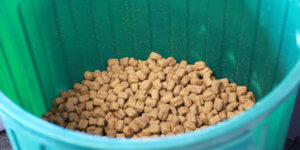 Greyhound Feeding and Nutrition - Greyhound Care & Standards